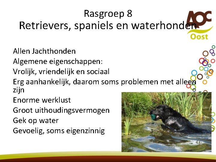 Rassen Les 2 Uitleg Rasgroepen en verdeling kattenrassen