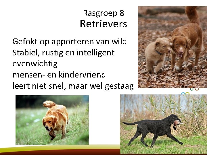 Rassen Les 2 Uitleg Rasgroepen en verdeling kattenrassen