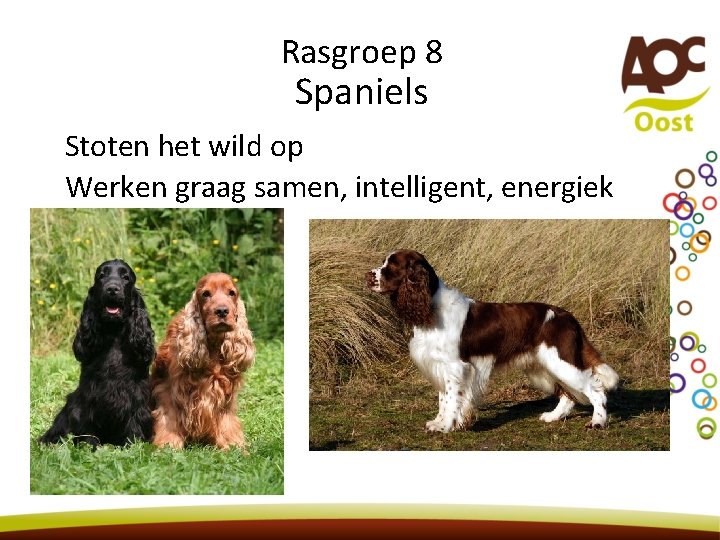 Rassen Les 2 Uitleg Rasgroepen en verdeling kattenrassen