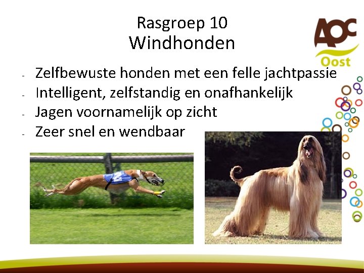 Rassen Les 2 Uitleg Rasgroepen en verdeling kattenrassen