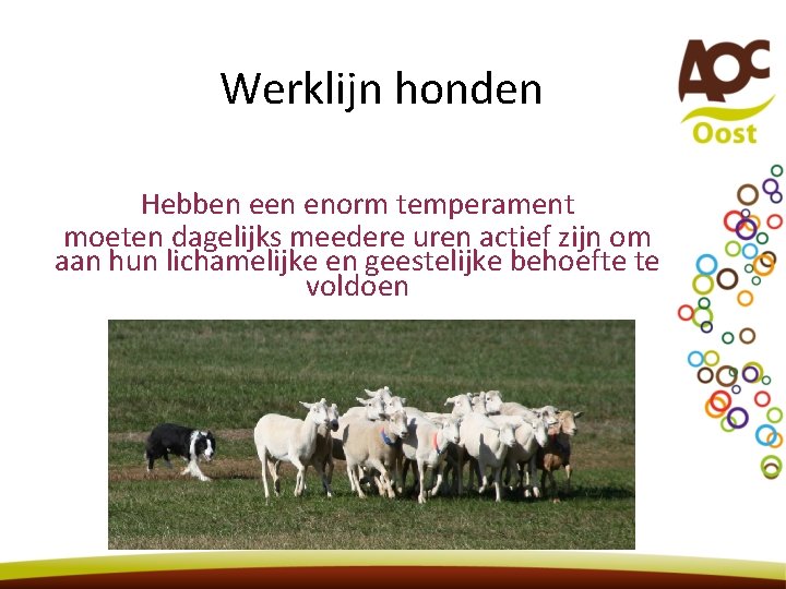 Rassen Les 2 Uitleg Rasgroepen en verdeling kattenrassen