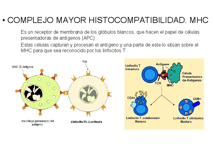 Tema 21 Respuesta inmune 1 MECANISMOS DE DEFENSA