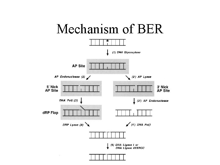 DNA repair and mutagenesis BIOL 122 a Prof