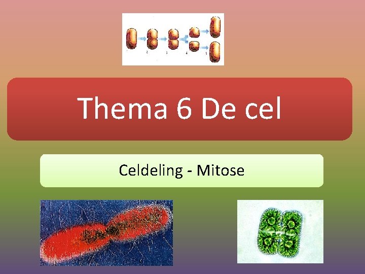 Thema 6 De cel Celdeling Mitose Hoe deelt