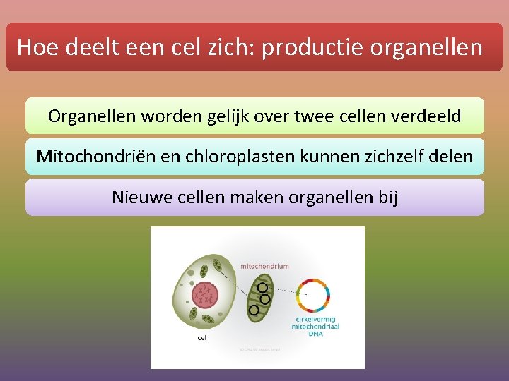 Thema 6 De cel Celdeling Mitose Hoe deelt