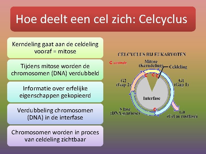 Thema 6 De cel Celdeling Mitose Hoe deelt