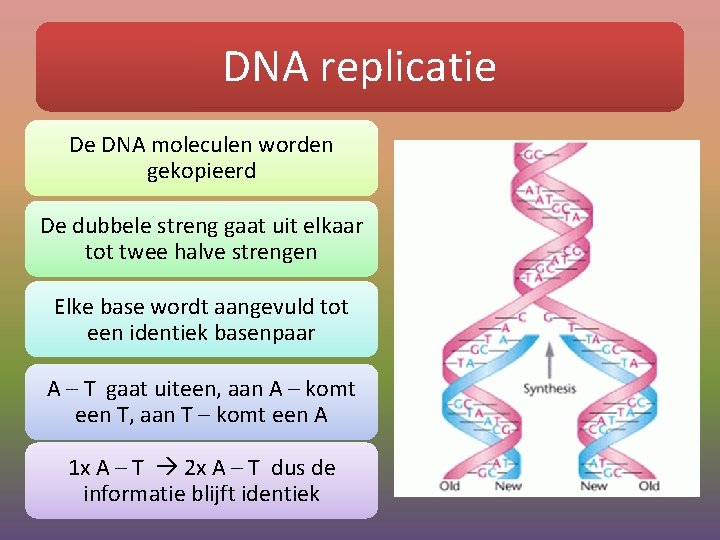 Thema 6 De cel Celdeling Mitose Hoe deelt
