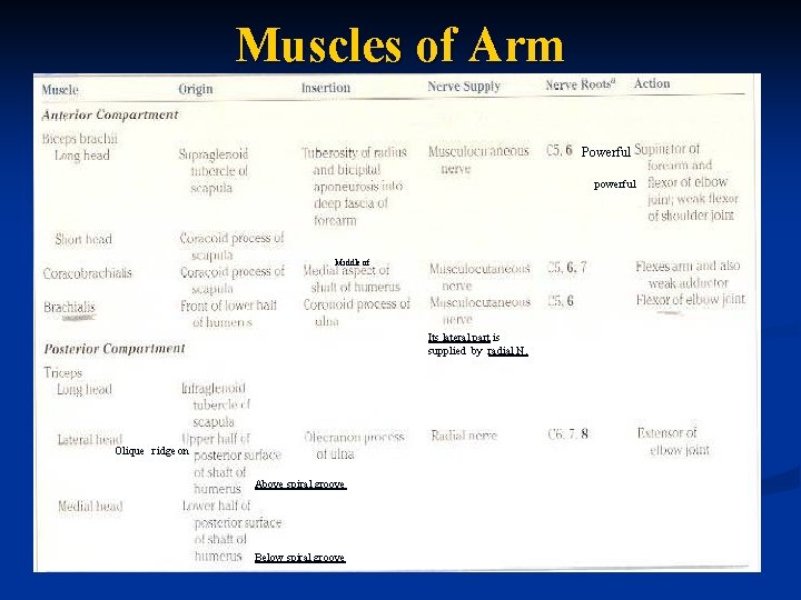 Cutaneous innervation of the arm v Lateral side