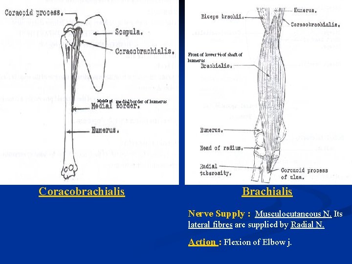 Cutaneous innervation of the arm v Lateral side