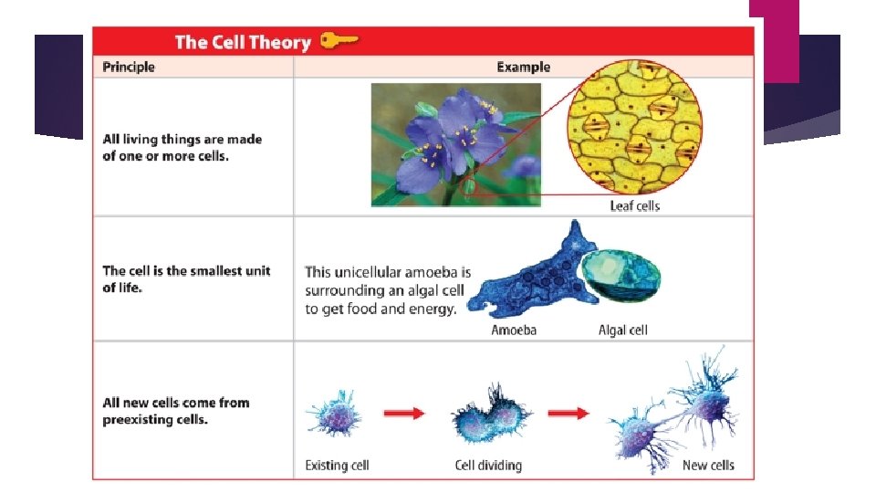 Cells and Life CHAPTER 2 LESSON 1 Vocabulary