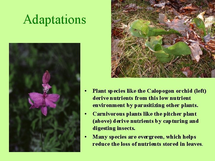 Southern New England Habitats IV Bog Definition Bogs