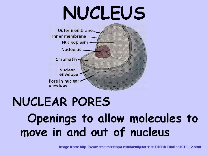 Chapter 7 4 Cell Structure and Function Nucleolus