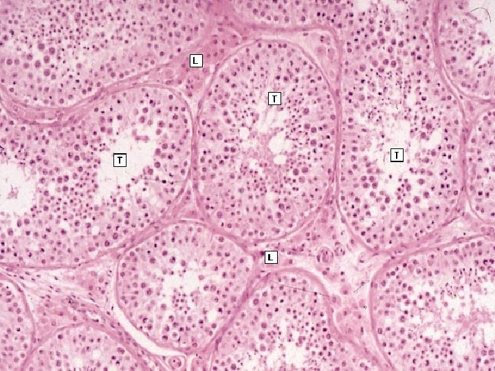 Apparato Genitale Maschile Anatomia Testicoli Organo pari Produzione