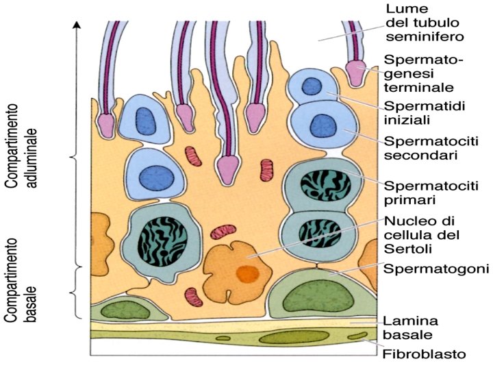 Apparato Genitale Maschile Anatomia Testicoli Organo pari Produzione