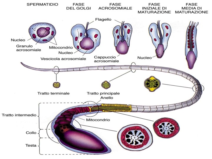 Apparato Genitale Maschile Anatomia Testicoli Organo pari Produzione