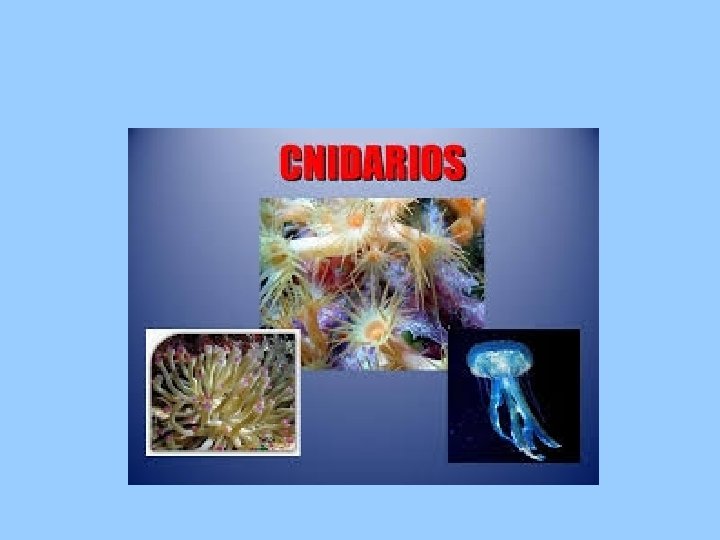 CNIDARIOS Fisiologa reproductiva y crecimiento CNIDARIOS ...