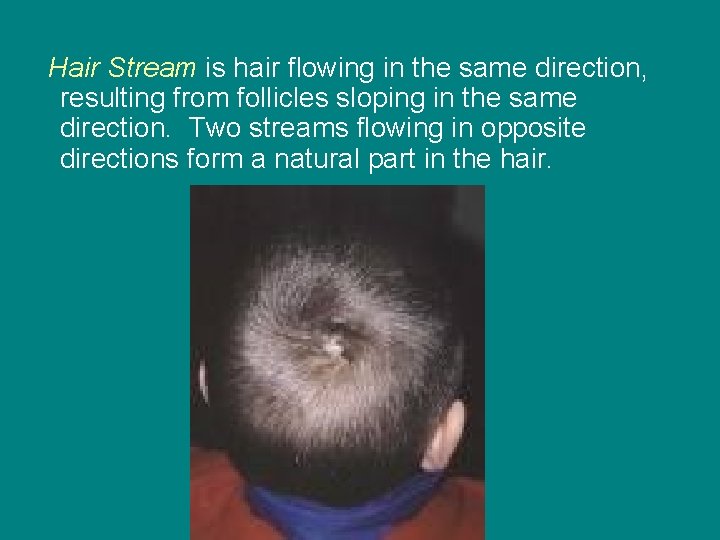 PROPERTIES OF THE HAIR AND SCALP What is