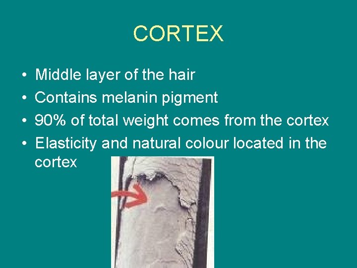 PROPERTIES OF THE HAIR AND SCALP What is