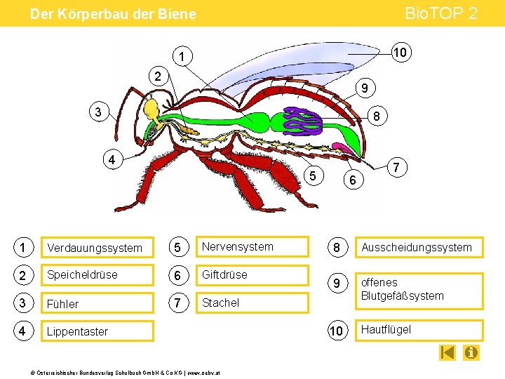 Bio TOP 2 Der Krperbau der Biene schrittweiser