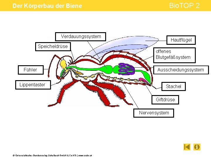 Bio TOP 2 Der Krperbau der Biene schrittweiser