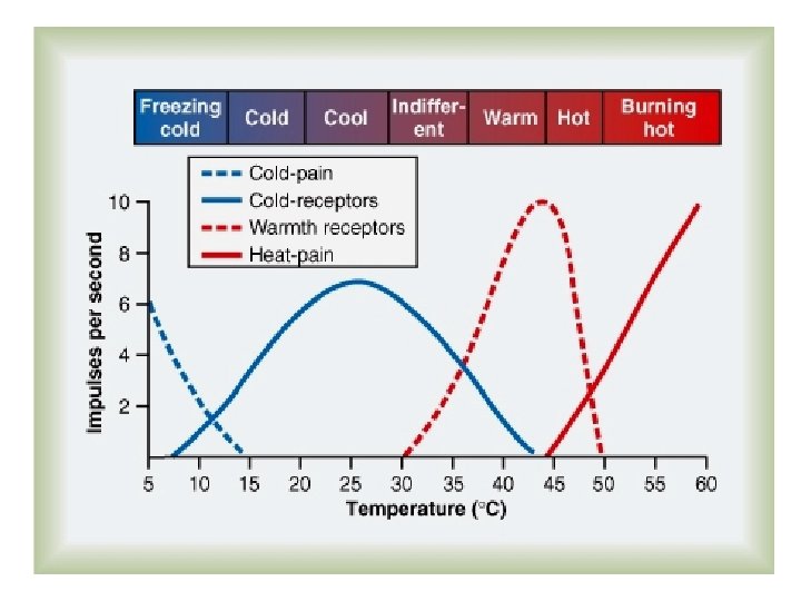THERMAL SENSATIONS Dr Ghulam Mustafa Learning Objectives Thermal