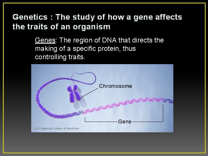 Genetics The study of how a gene affects