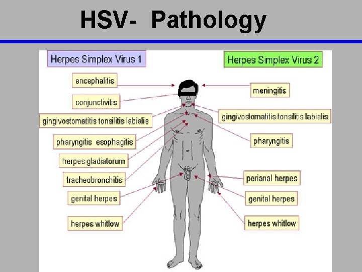 Med Chem 401 Herpesviridae Members of the herpesvirus