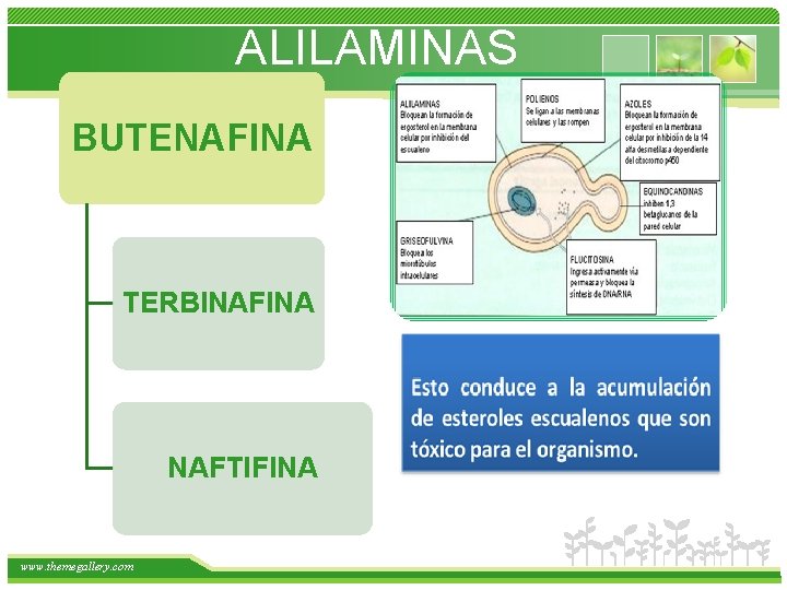 FARMACOS ANTIMICOTICOS CLASIFICACION DE LAS MICOSIS Candida puede