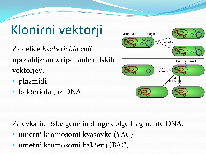 Ohranjanje in prenos bioloke informacije Tehnologija rekombinantne DNA