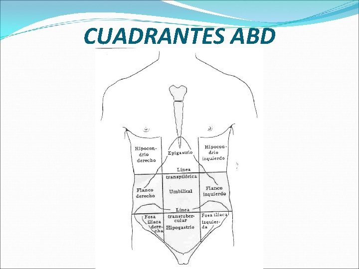 ANATOMIA DE ABDOMEN JHON C BURBANO M jhonburbano