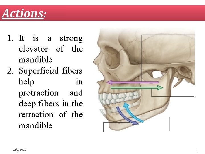MUSCLES OF MASTICATION 1272020 1 The muscles of