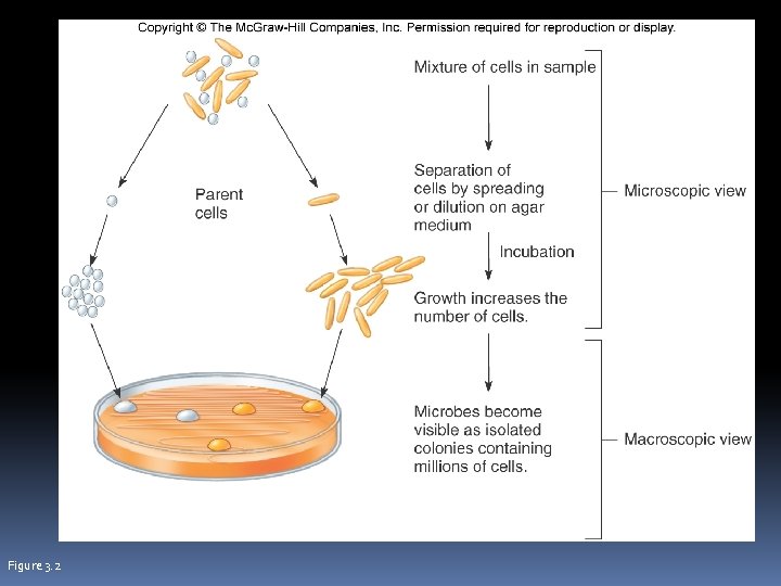 Microbiology techniques Basic 3 1 Methods of Culturing