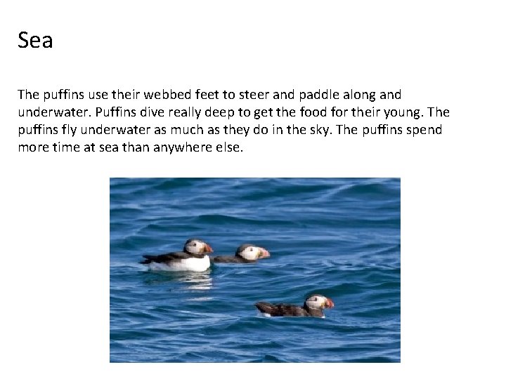 How has the puffin adapted to its environment