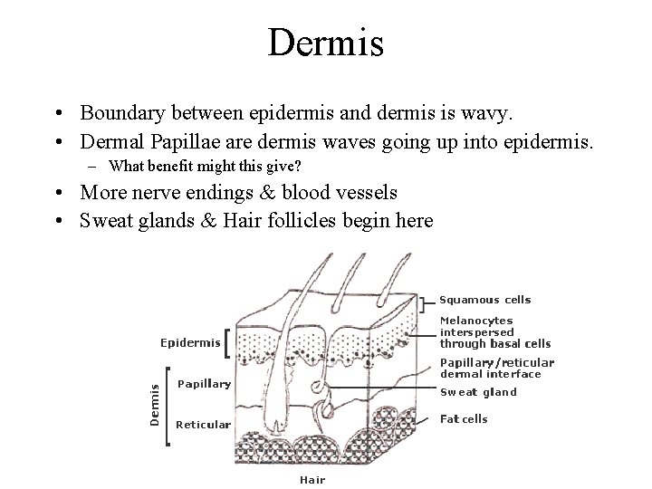 The Integumentary System Skin Hair and Nails How