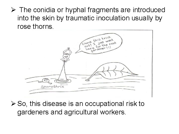 Subcutaneous Mycoses These are caused by fungi that