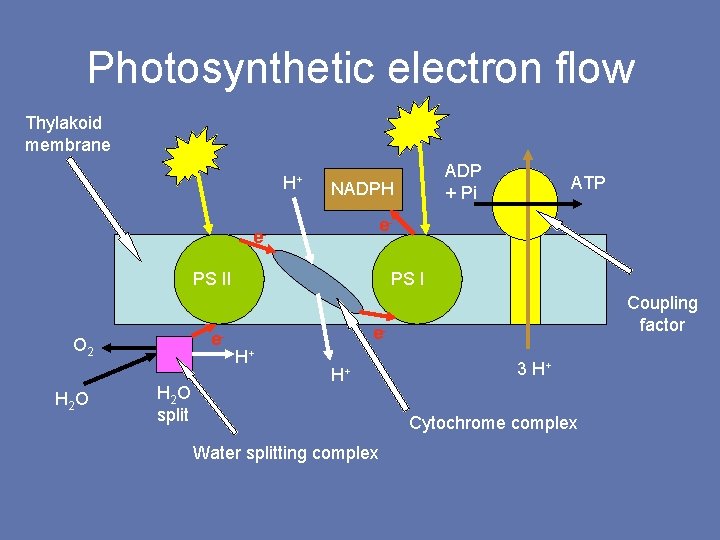 Photoprotection in plants Plant Physiology Biology UNI PP
