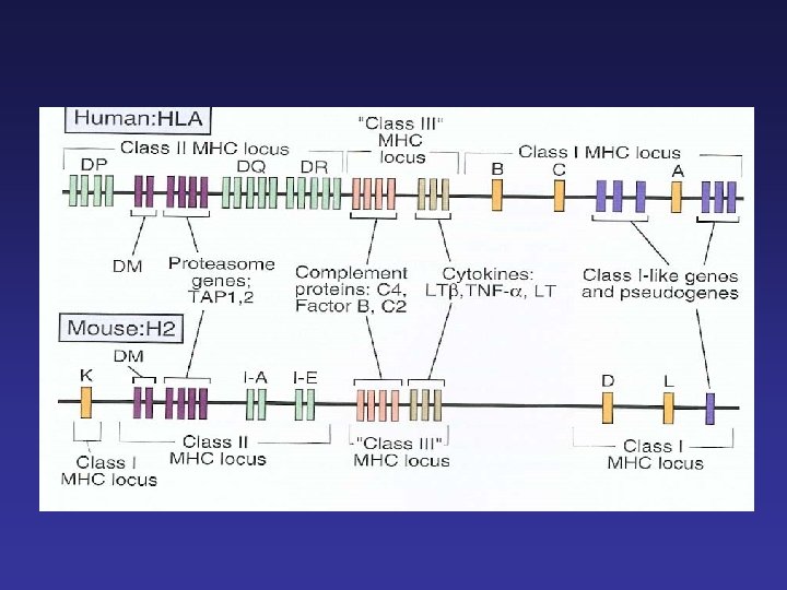 Transplantation Immunology Mitchell S Cairo MD Professor of