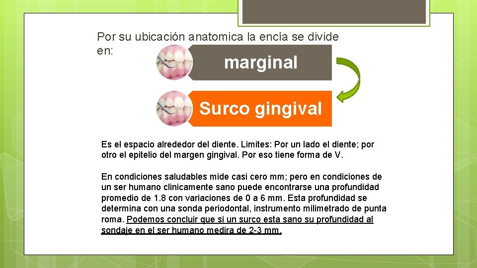 ANATOMIA DEL PERIODONTO Dra Karla Rpalo Objetivo de