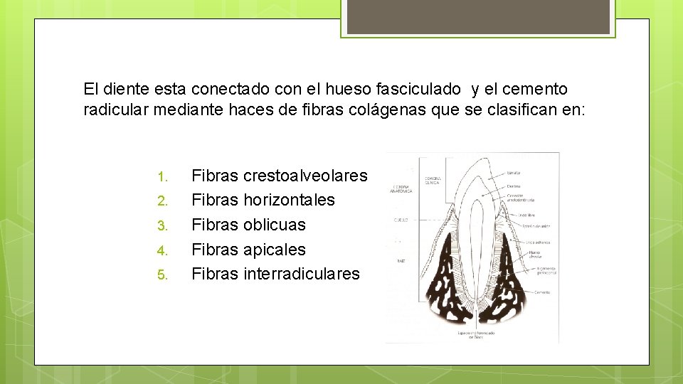 ANATOMIA DEL PERIODONTO Dra Karla Rpalo Objetivo de