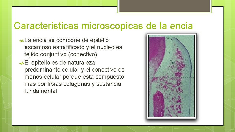 ANATOMIA DEL PERIODONTO Dra Karla Rpalo Objetivo de
