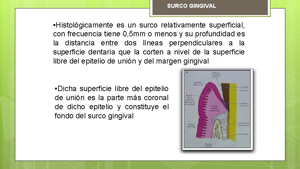 ANATOMIA DEL PERIODONTO Dra Karla Rpalo Objetivo de