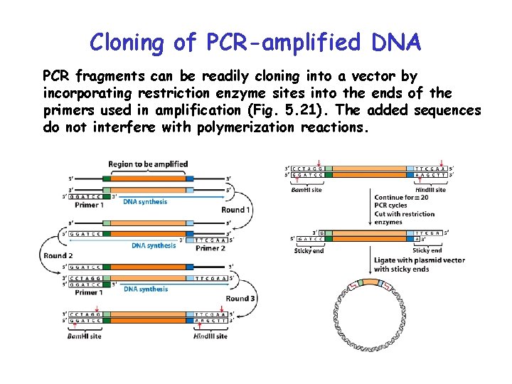 Chap 5 Molecular Genetic Techniques Part B Topics