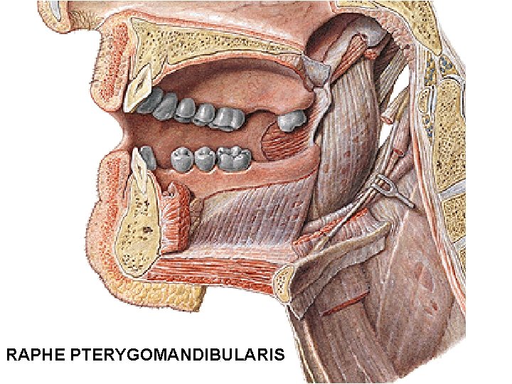 DIGESTIVE SYSTEM I ORAL CAVITY GASTROINTESTINAL TRACT GIT