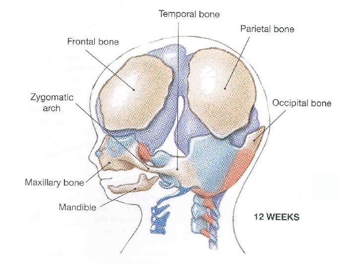 Biology 323 Human Anatomy for Biology Majors Lecture