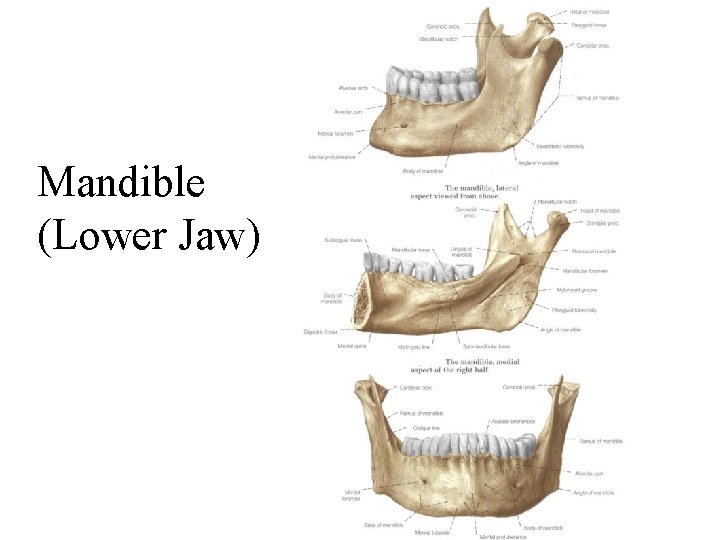 Biology 323 Human Anatomy for Biology Majors Lecture