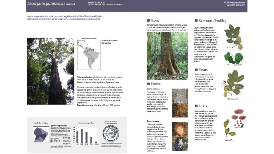 Guide de reconnaissance des arbres de Guyane 1