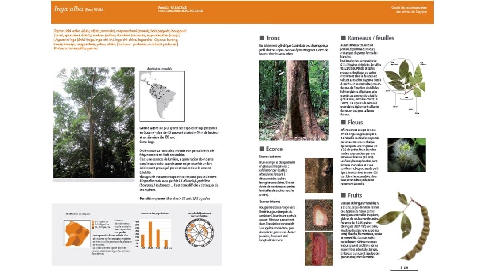 Guide de reconnaissance des arbres de Guyane 1