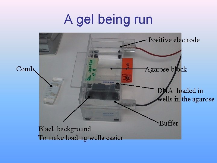 Gel Electrophoresis of DNA Molecular Genetics Presentation by