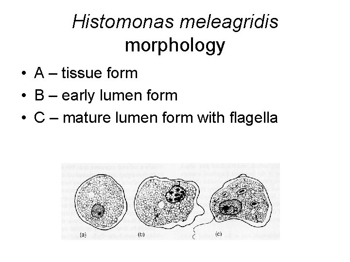 Other Flagellated Protozoa Giardia duodenalis Spironucleus meleagridis ...