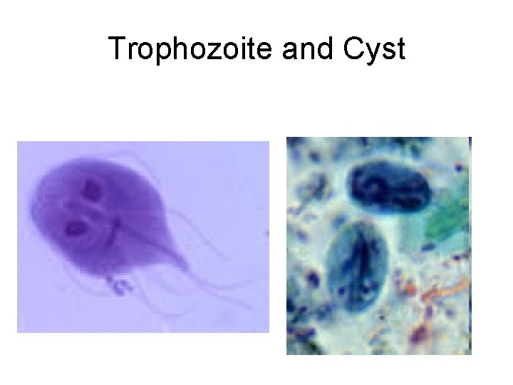 Other Flagellated Protozoa Giardia duodenalis Spironucleus meleagridis ...